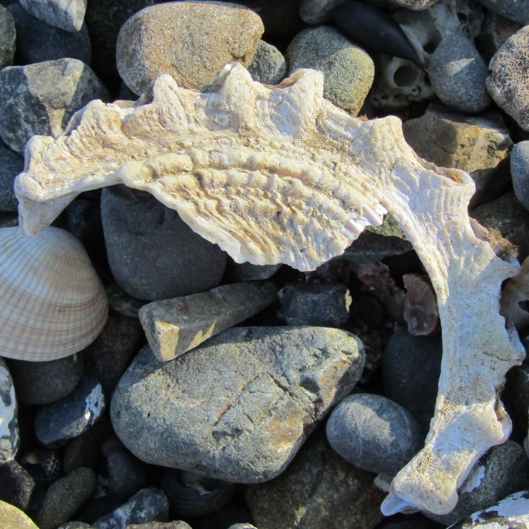 Astraea heliotropium (Martyn, 1784)