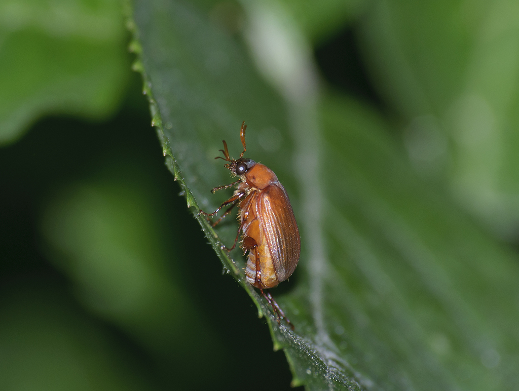 Brown Chafer from Brämaregården, Göteborg, Sverige on July 9, 2020 at ...