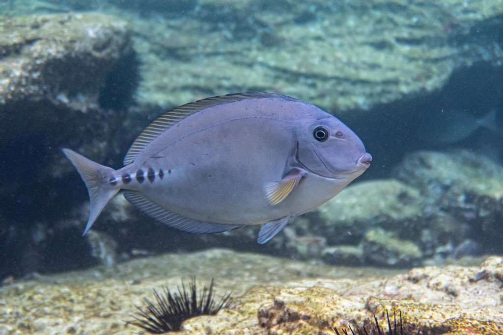 Australian Sawtail (Sunshine Coast Marine Biosphere Species Guide ...