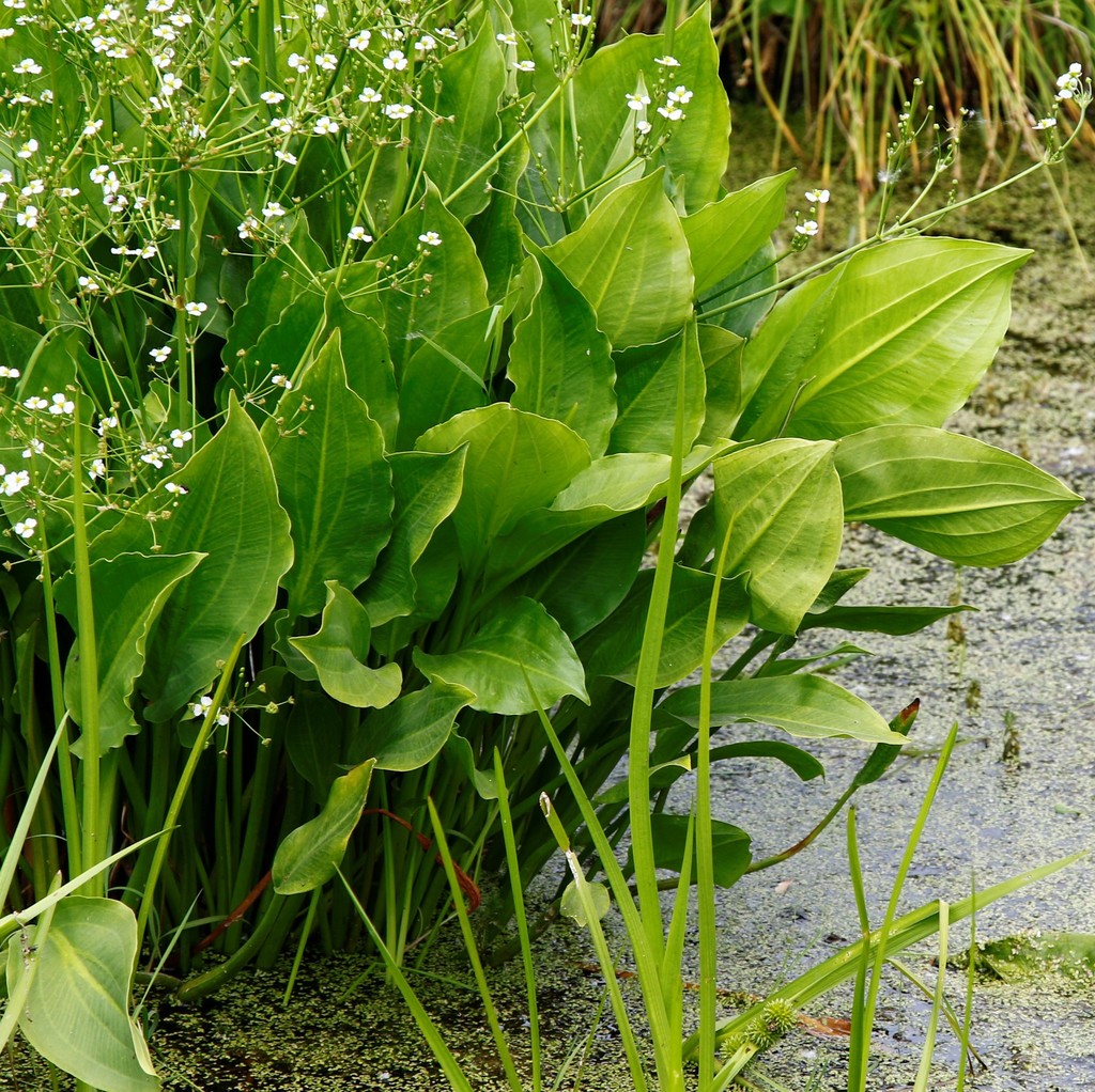 European Water-plantain (Alisma plantago-aquatica) - Botanical Realm