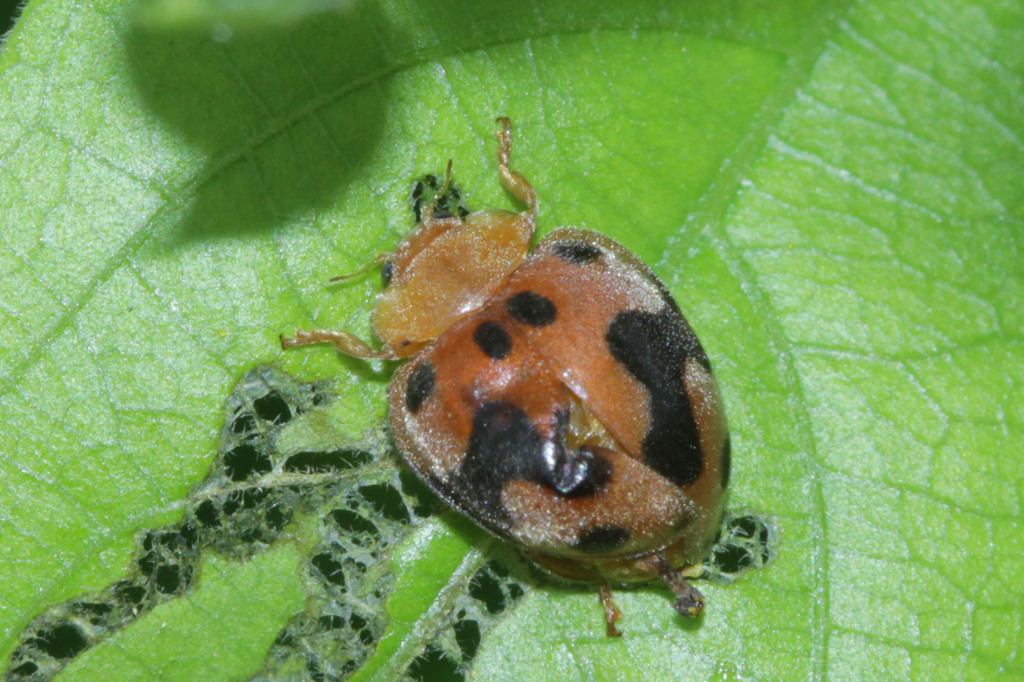 Hadda Beetle in July 2020 by Franz Anthony · iNaturalist