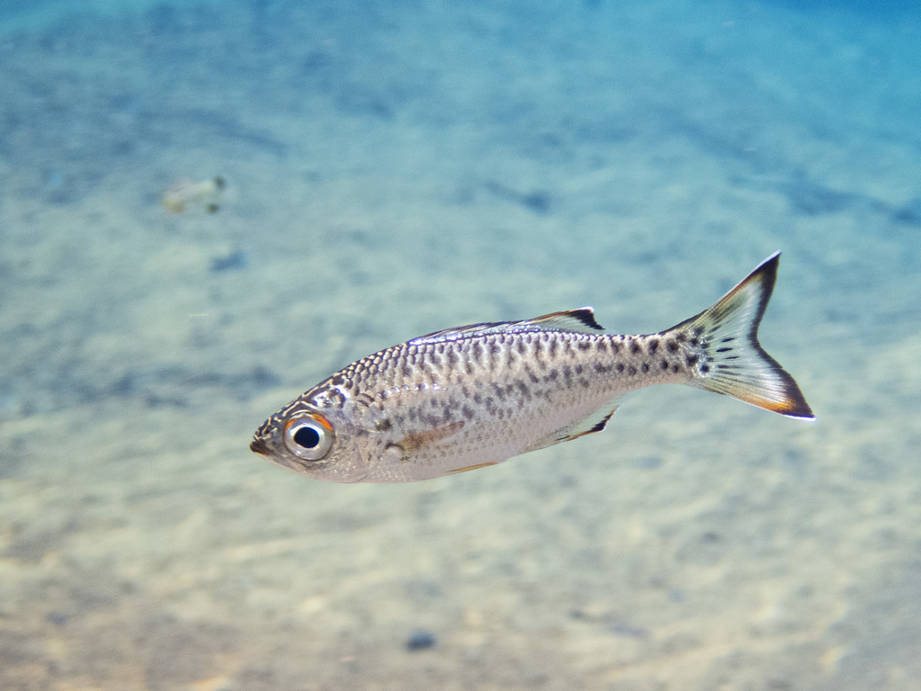 Spotted Flagtail from Yate, New Caledonia on May 24, 2020 at 09:41 AM ...