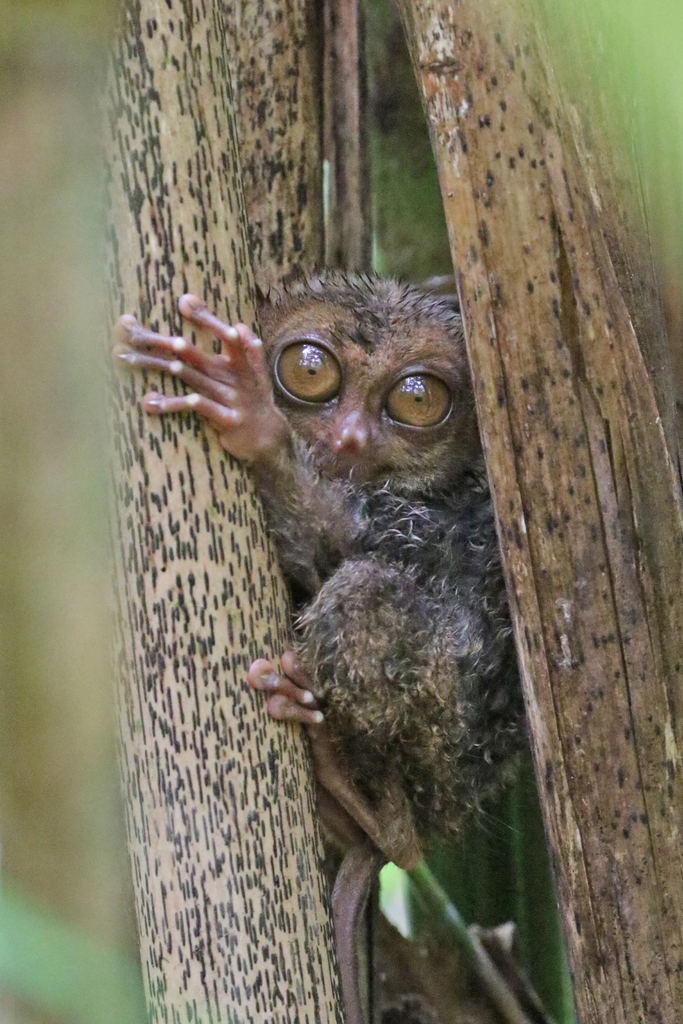 Monkeys, Apes, and Tarsiers (Haplorhini) - Know Your Mammals