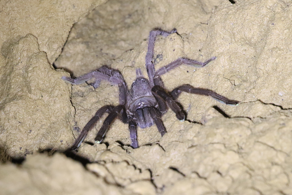 Asia-Pacific Tarantulas from Puerto Princesa City, Palawan, Philippines ...