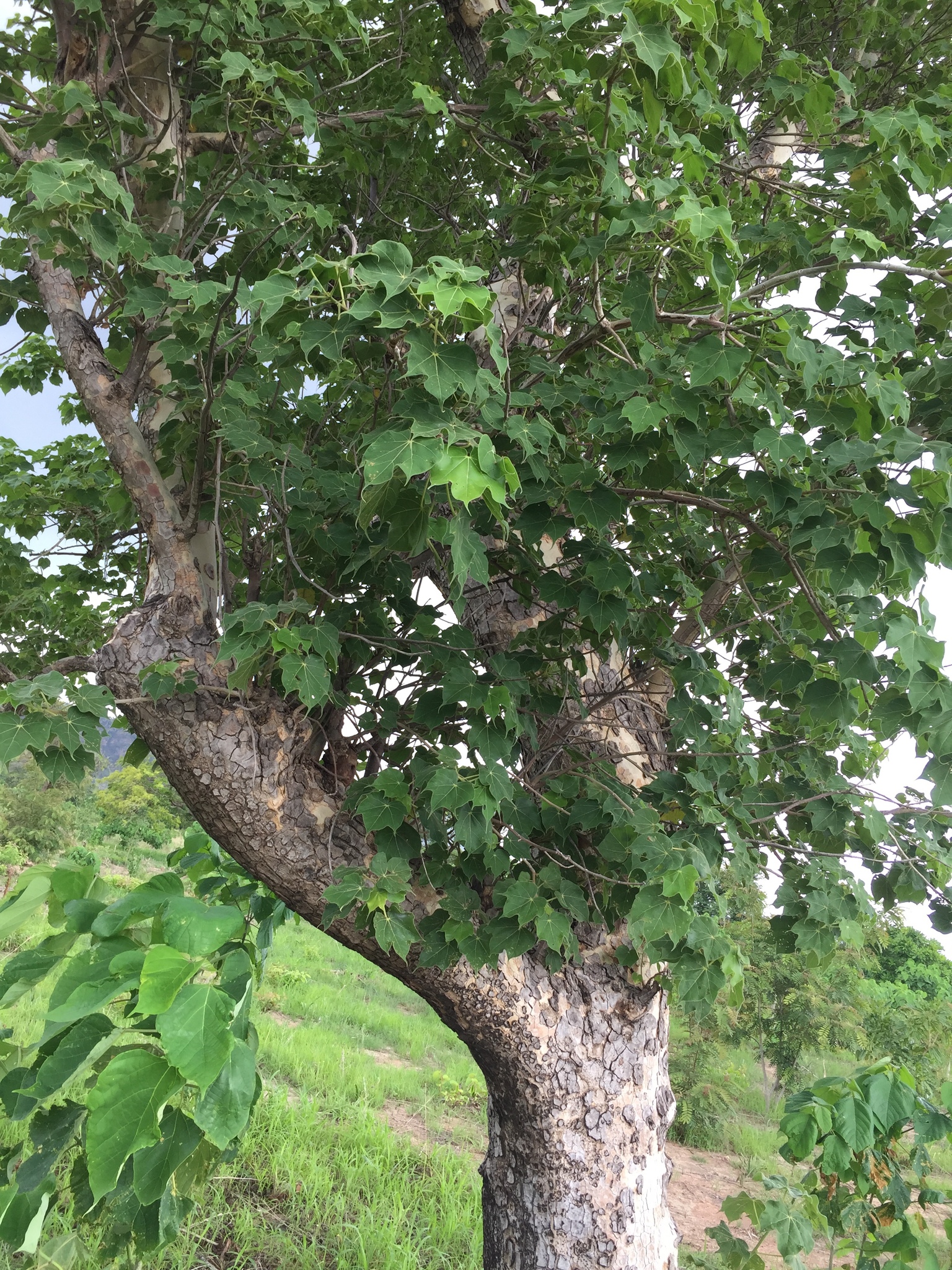 Sterculia setigera Delile