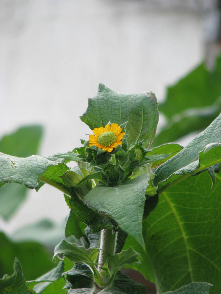 Yacon (Smallanthus sonchifolius) - Botanical Realm