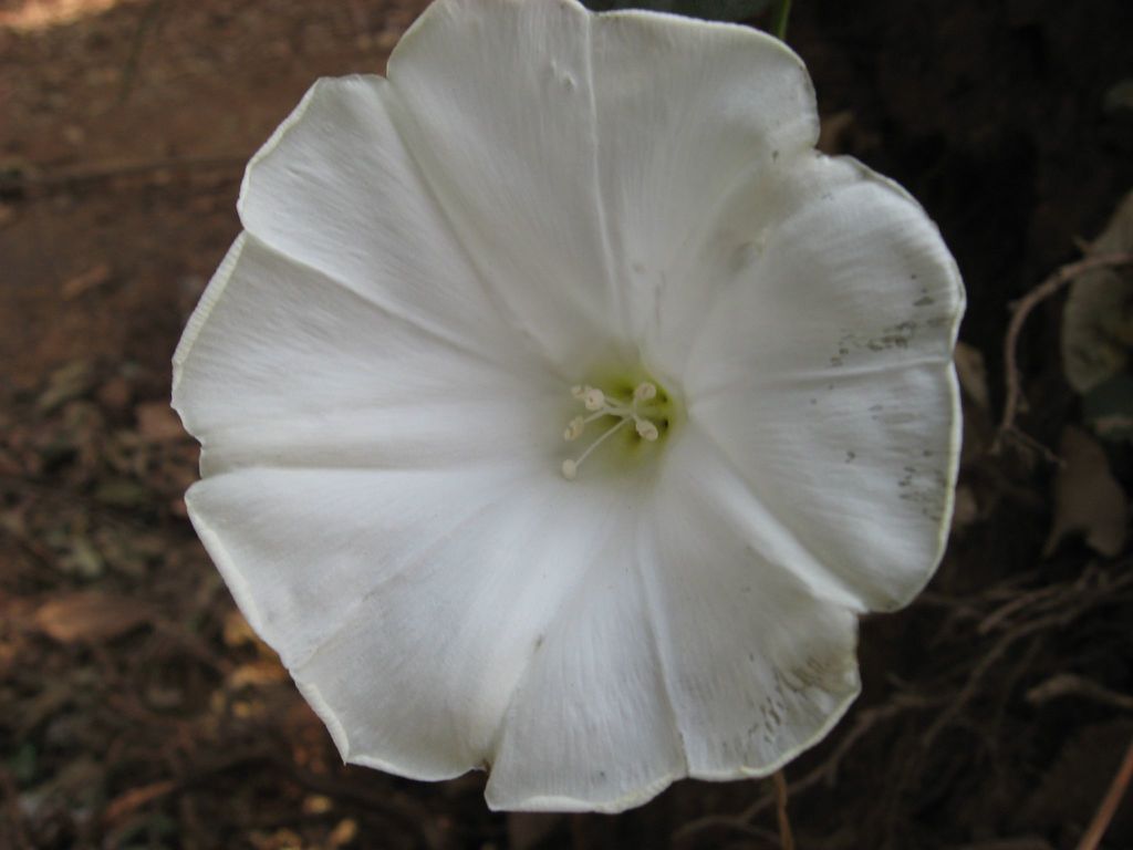 Amole (Flora de Risaralda) · iNaturalist