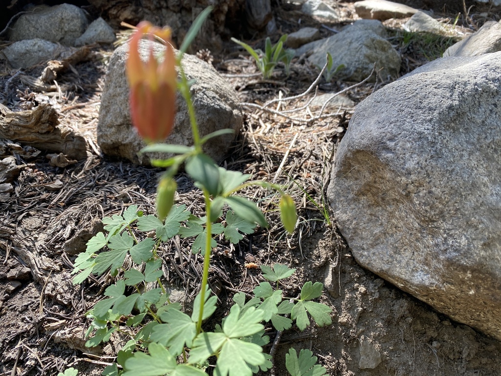 western columbine from Humboldt-Toiyabe National Forest, Incline ...
