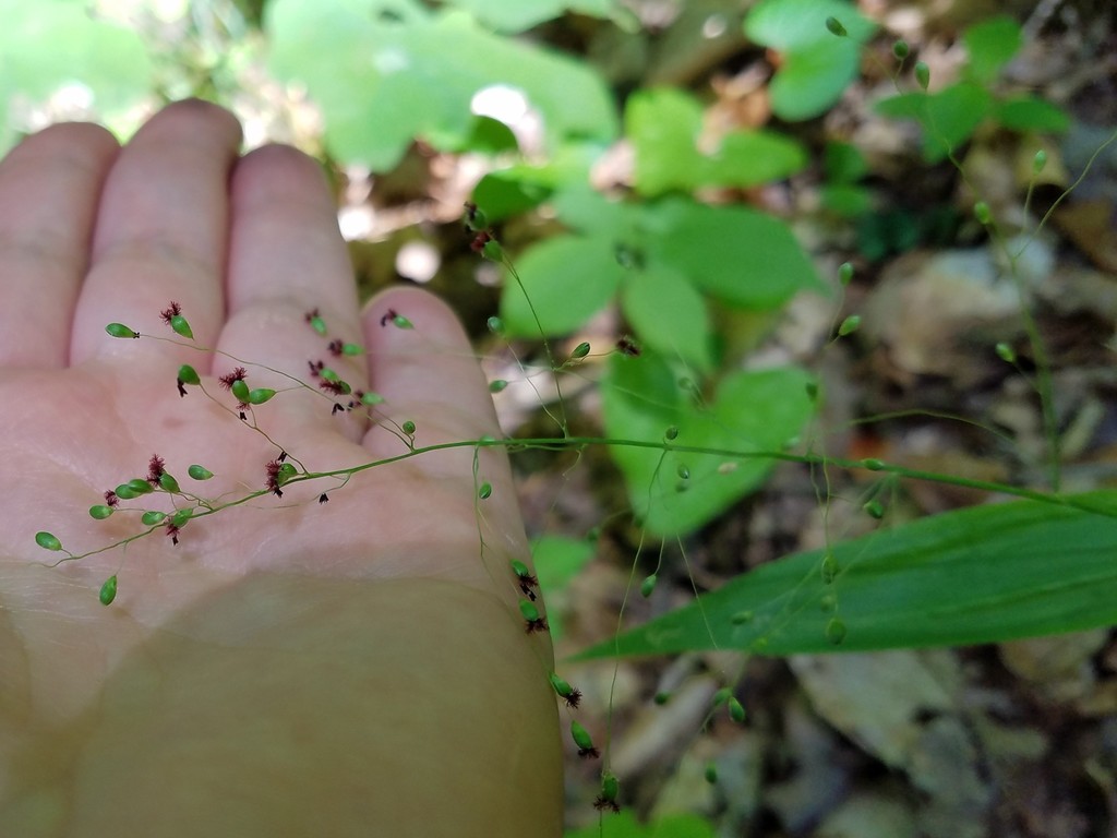 variable witchgrass in May 2020 by Leila Dasher · iNaturalist