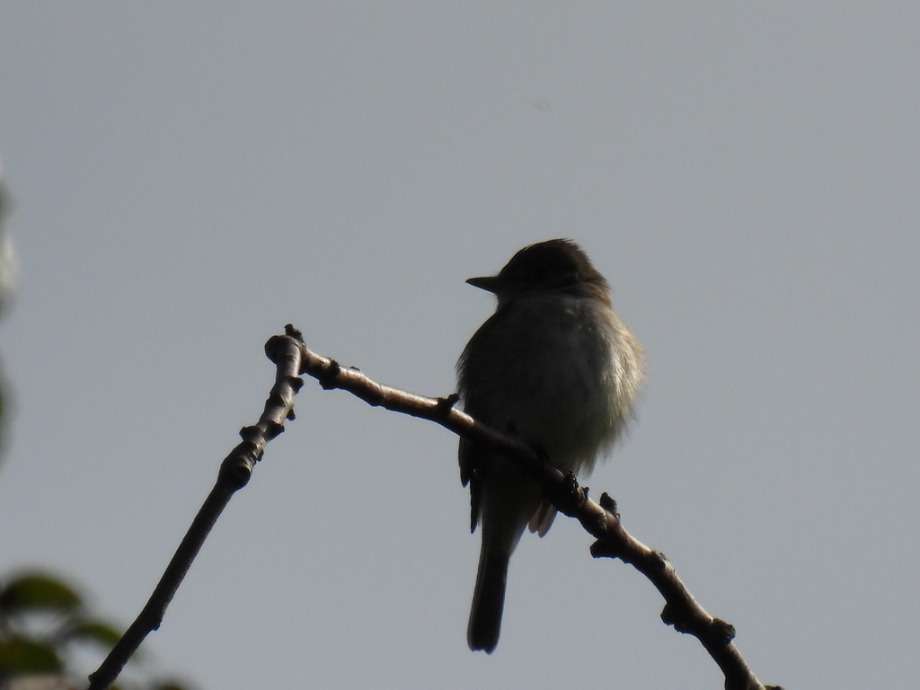 Willow Flycatcher from Serpentine Fen Bird Sanctuary, Surrey, BC, CA on ...