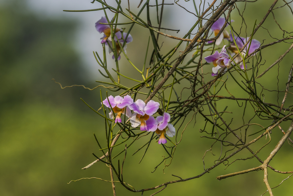 Parrot Flower from Makunda Christian Hospital, Karimganj District ...