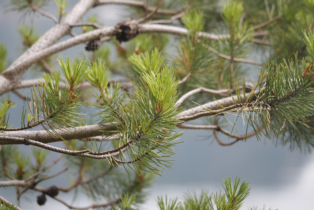 lodgepole pine from Octopus Islands, Comox-Strathcona, British Columbia ...