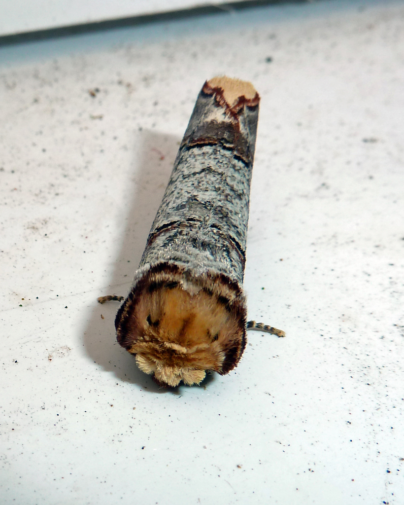 Buff-tip from Headley, Bordon GU35 8AF, UK on July 10, 2020 at 07:35 AM ...