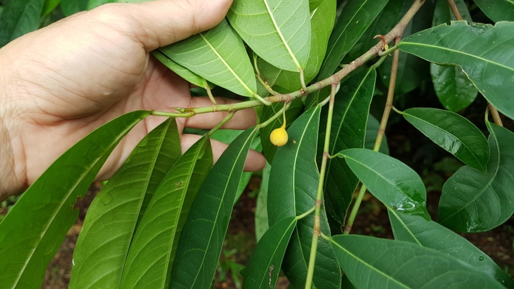 White Fig Tree (Ficus vasculosa) - Botanical Realm