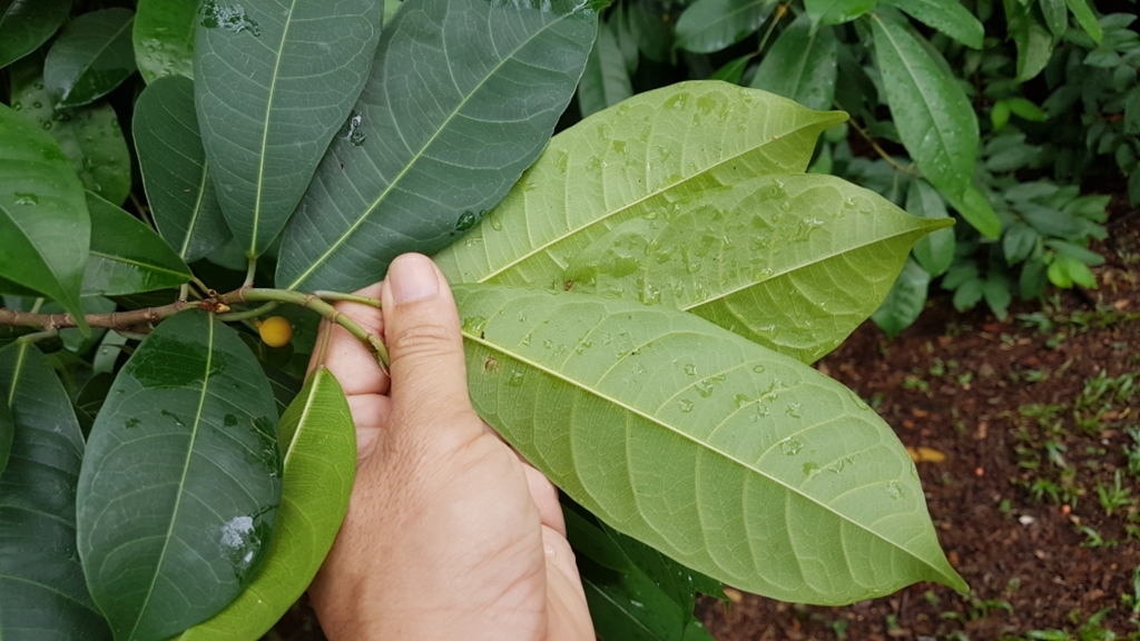 White Fig Tree (Ficus vasculosa) - Botanical Realm