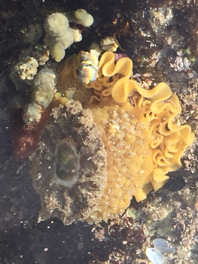 Umbrella Slug (Marine invertebrates of Randwick costal area: Coogee and ...