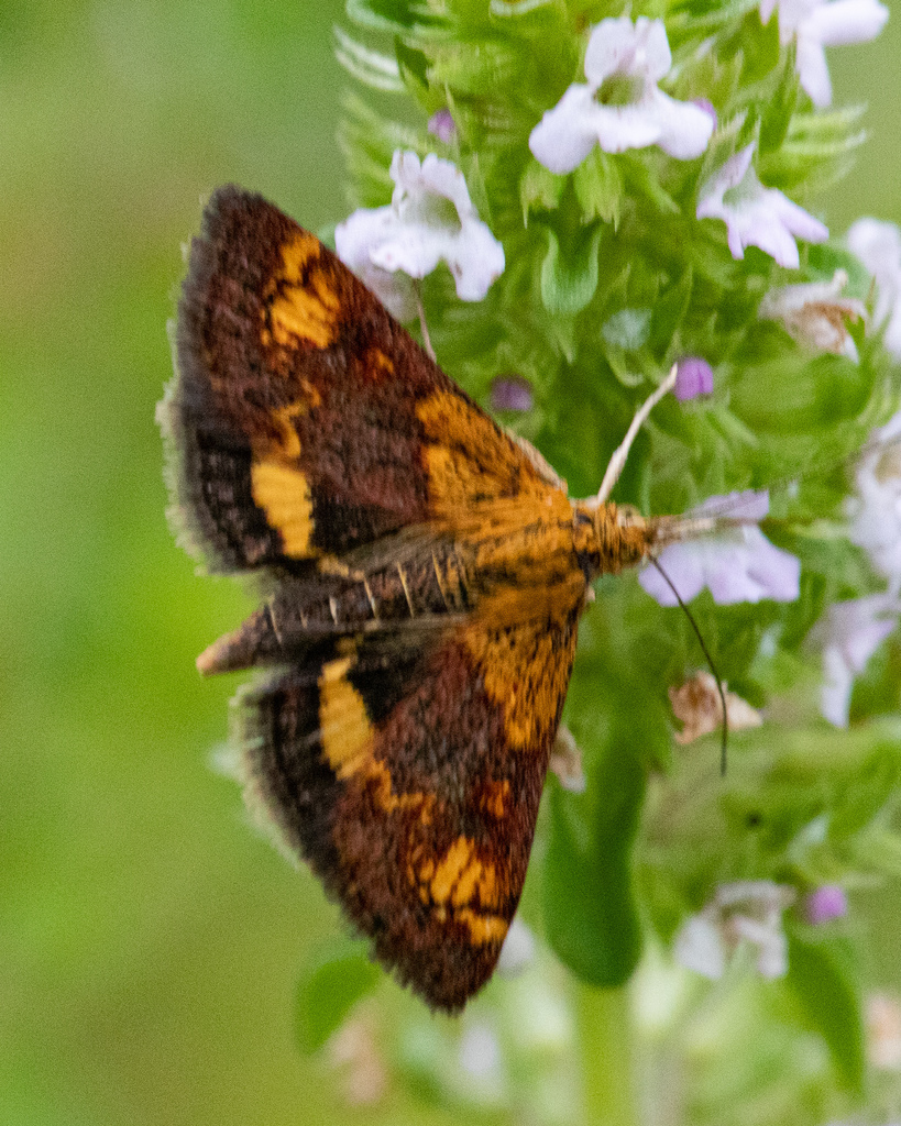 Orange Mint Moth from Herndon, PA, USA on July 10, 2020 at 12:42 PM by ...