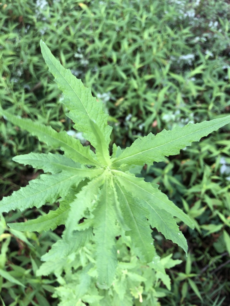Mexican tea from S Broyles Ave, Fayetteville, AR, US on July 10, 2020 ...