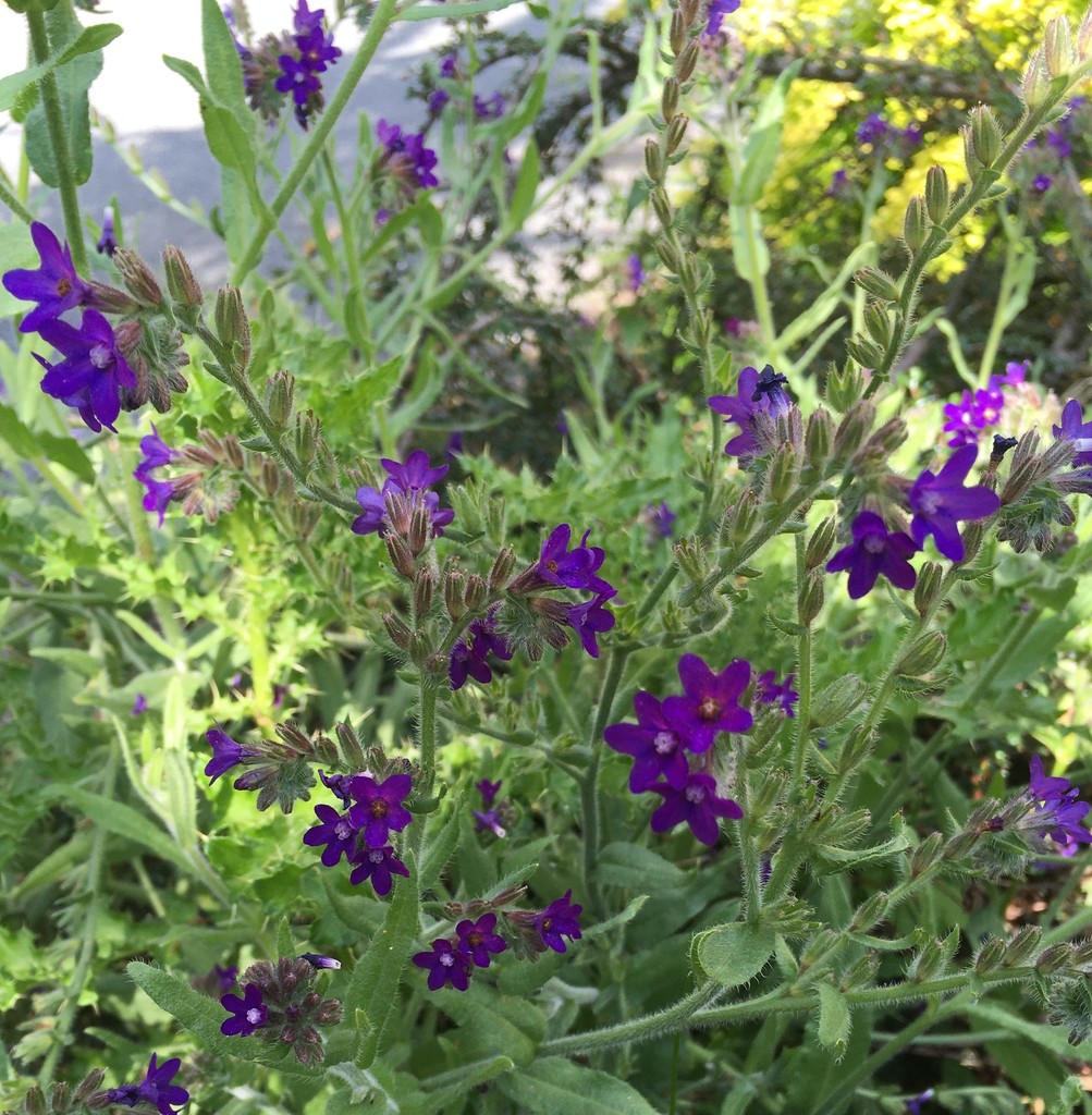 common alkanet from Maltby, WA, USA on July 5, 2020 at 05:13 PM by ...