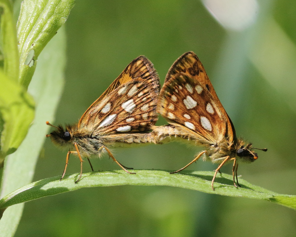 Arctic Skipper (Acadia National Park Butterfly Guide 🦋) · iNaturalist NZ
