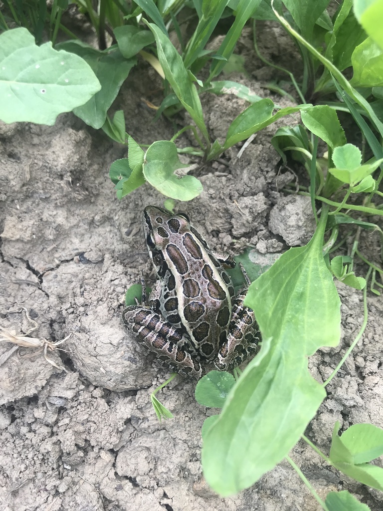 Pickerel Frog in June 2020 by aciancio · iNaturalist