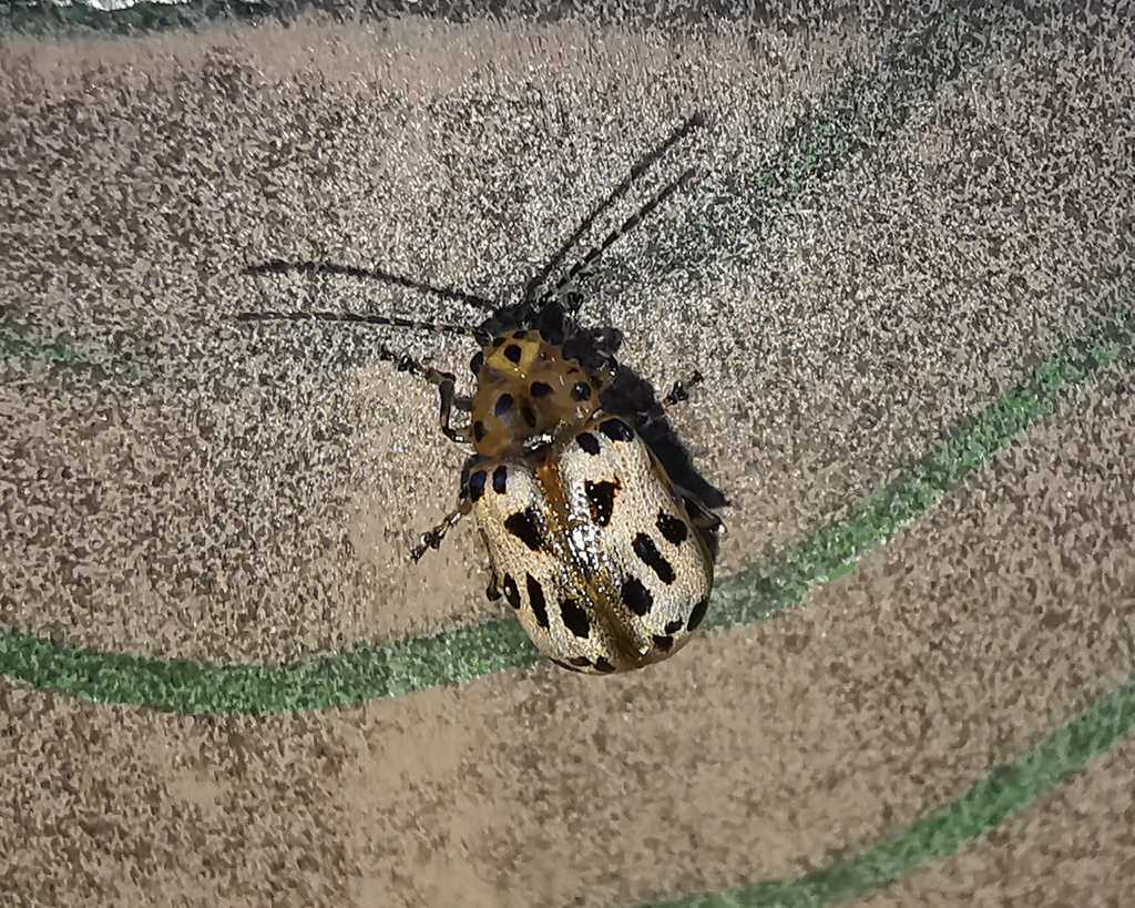 Acrocyum sallaei from Armadillo de los Infante, S.L.P., México on July ...