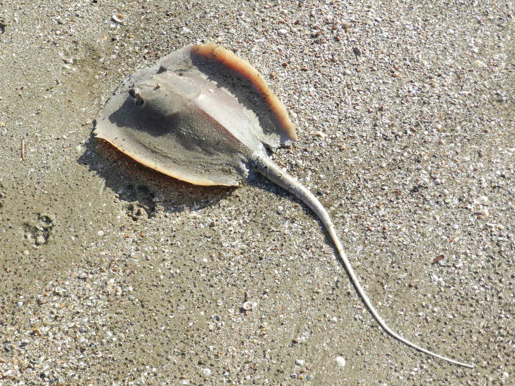 Mumburarr Whipray from Cairns City QLD 4870, Australia on June 22, 2015 ...