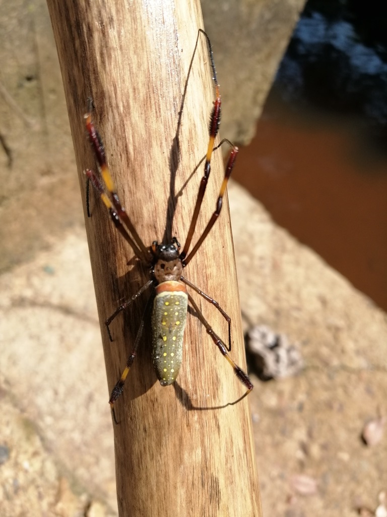 Golden Silk Spider from Yarima, San Vicente de Chucurí, Santander ...