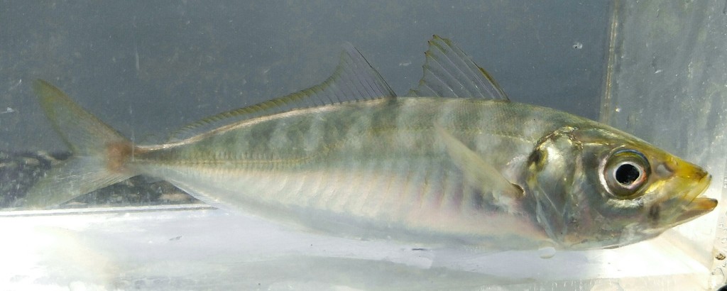 Japanese Scad (Decapterus maruadsi) - Marine Life Identification