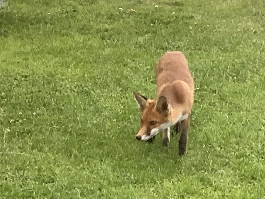 Red Fox in July 2020 by Katy. This cub is really bold and is starting ...