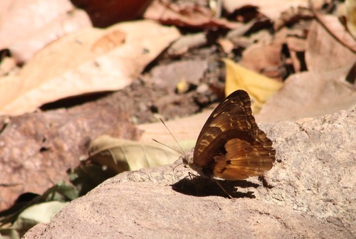 Subspecies Euriphene gambiae gambiae · iNaturalist