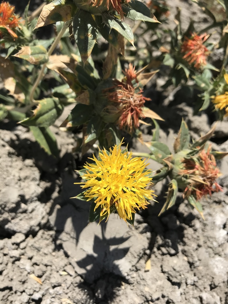 Safflower (Carthamus tinctorius) - Botanical Realm