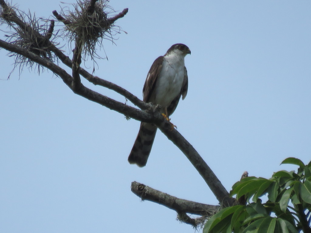 White-breasted Hawk from San Marcos, Honduras on June 29, 2020 at 08:48 ...