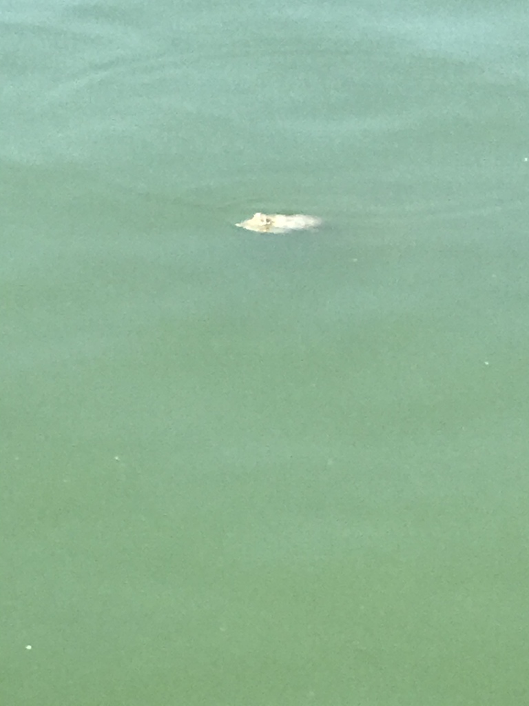 Florida Softshell Turtle from Almansor Park, Alhambra, CA, US on July ...