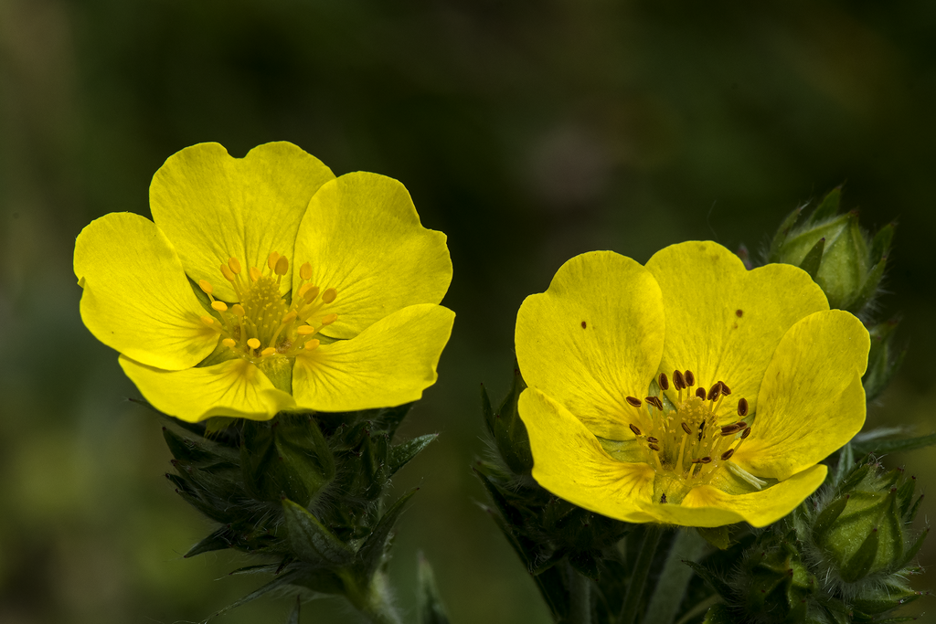 slender cinquefoil (Potentilla gracilis) - Botanical Realm
