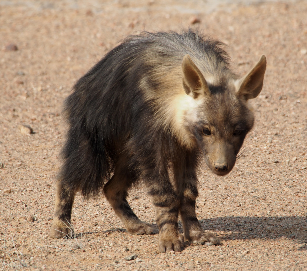 Hyaenas (Hyaenidae) - Know Your Mammals