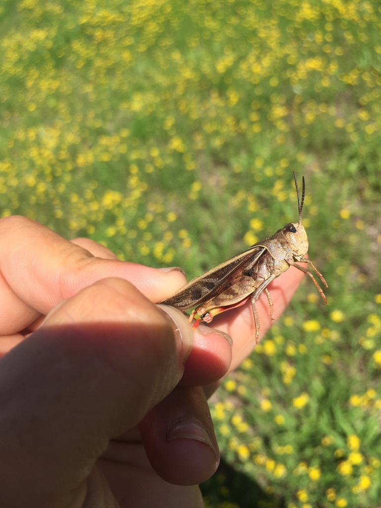 Coral-winged Grasshopper from Ontonagon County, US-MI, US on July 10 ...