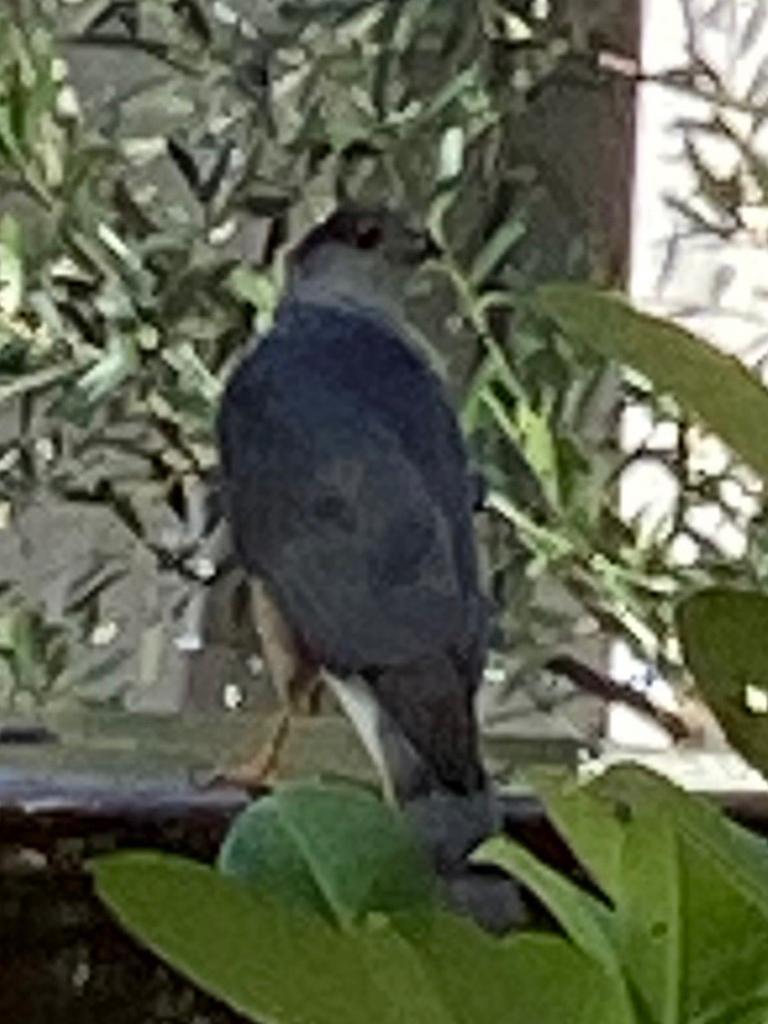 Cooper's Hawk in July 2020 by everyspeciescounts. Sharp-shinned Hawk ID ...