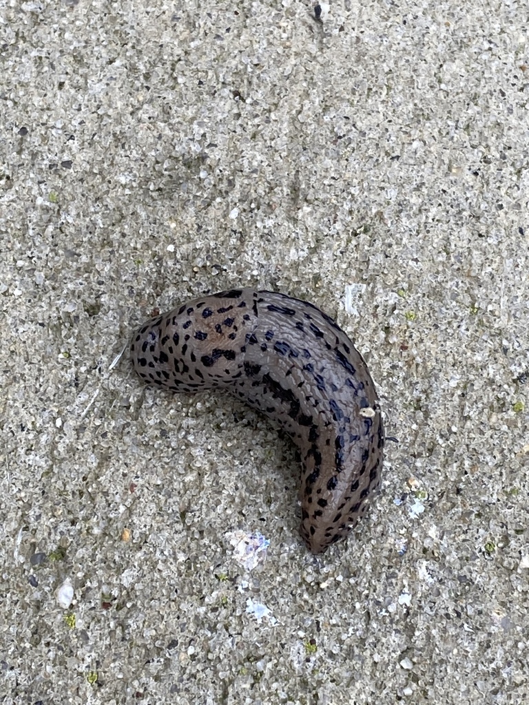 Leopard Slug from Long Island, Massapequa, NY, US on July 10, 2020 at ...