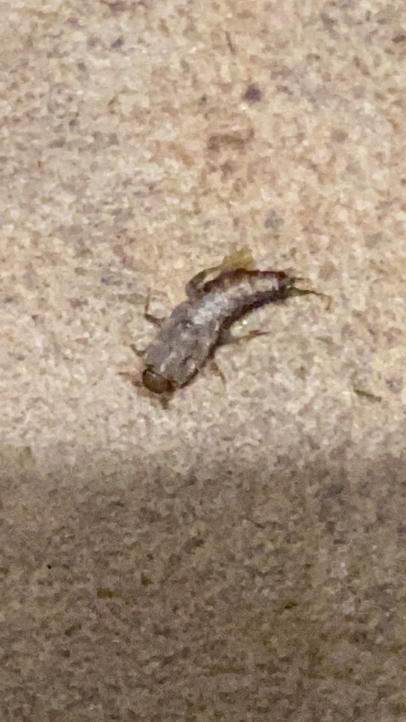Four-lined Silverfish from Long Island, Massapequa, NY, US on July 09 ...