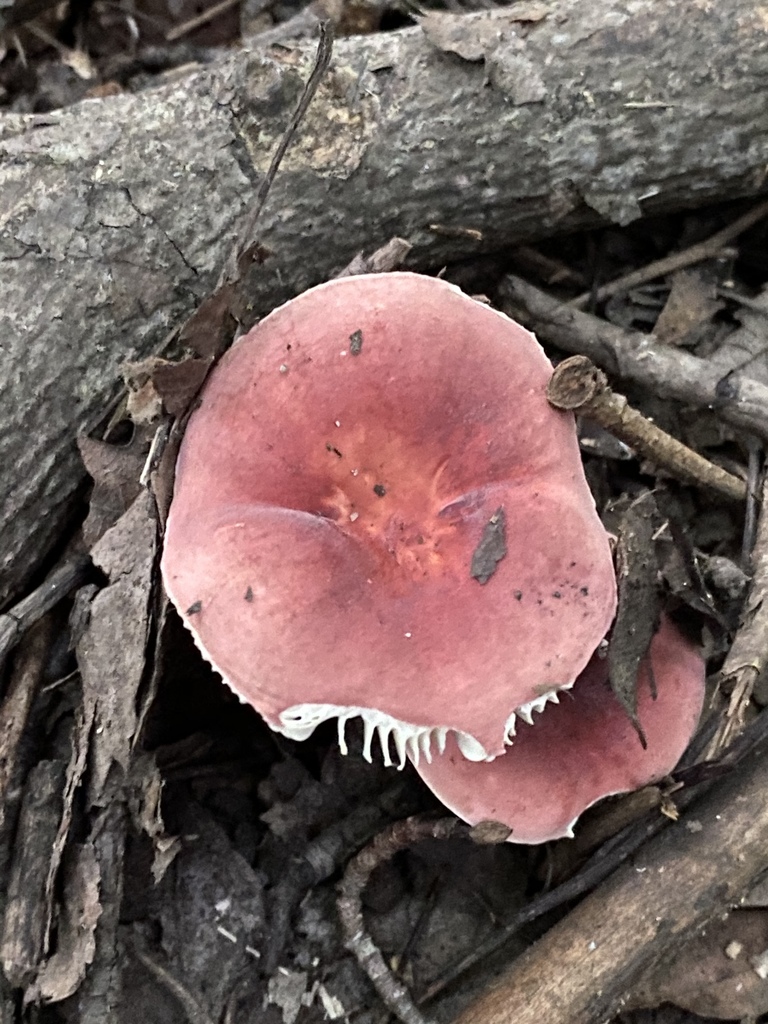blood red russula from Massapequa Preserve, Massapequa Park, NY, US on ...