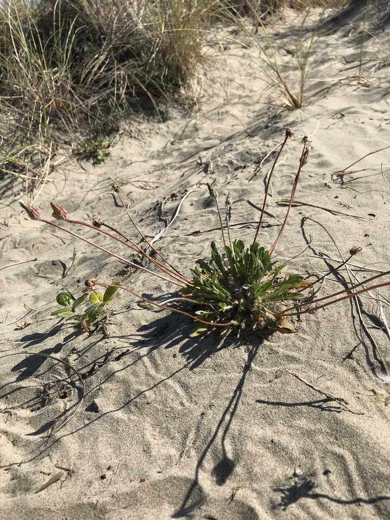 Agoseris apargioides maritima from South Beach State Park, OR, US on ...