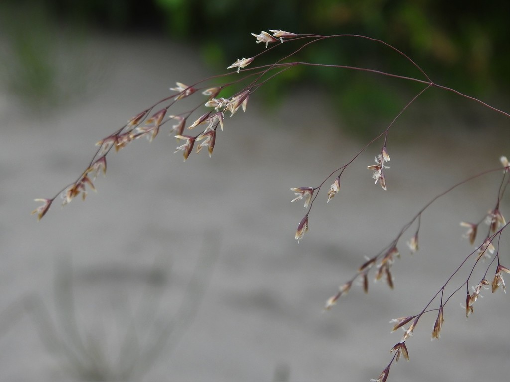 Deschampsia cespitosa cespitosa in July 2020 by William Van Hemessen ...