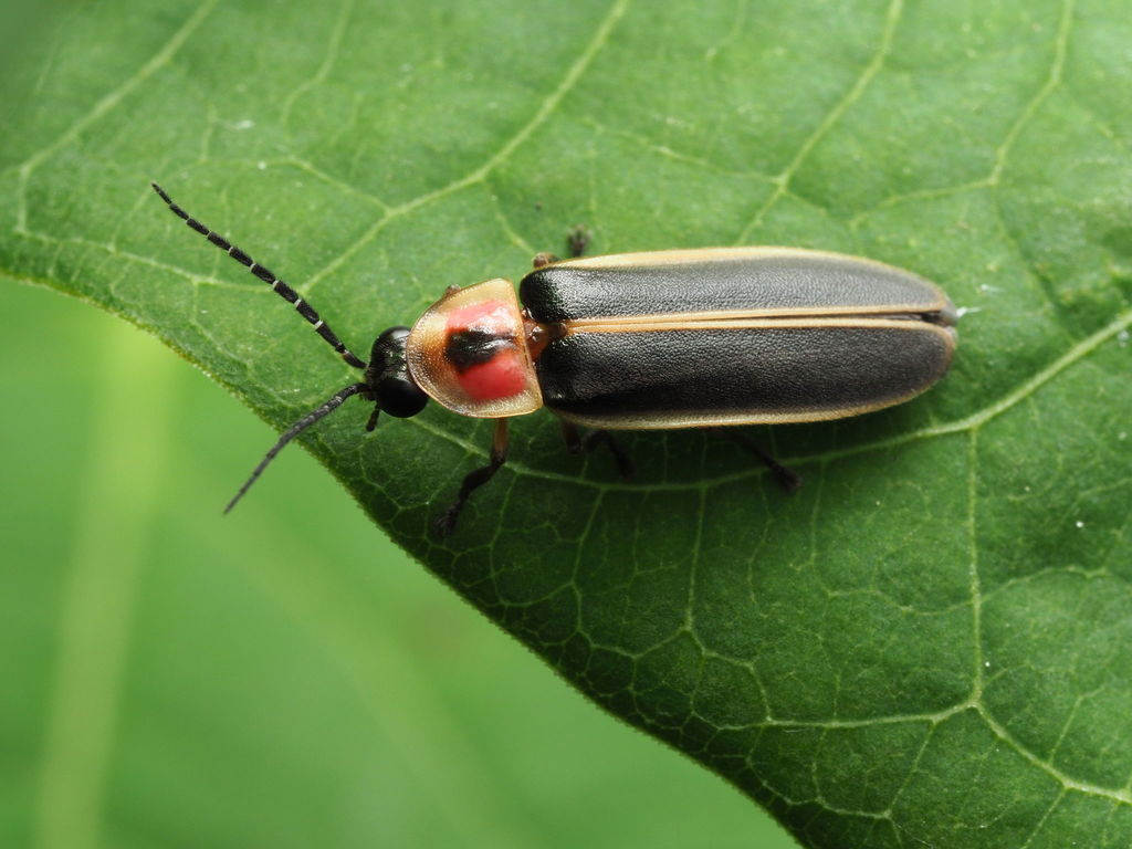 Photinus from Takoma Park, MD, USA on July 3, 2020 at 07:48 PM by Katja ...