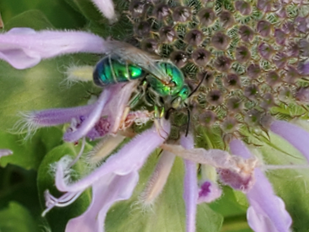 Augochloropsis metallica from Highway 54 & Aggie Ave, Goodwell, OK ...