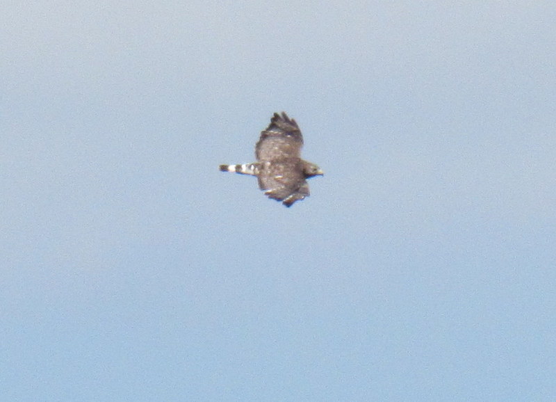Broad-winged Hawk from Madison County, VA, USA on July 10, 2020 at 09: ...