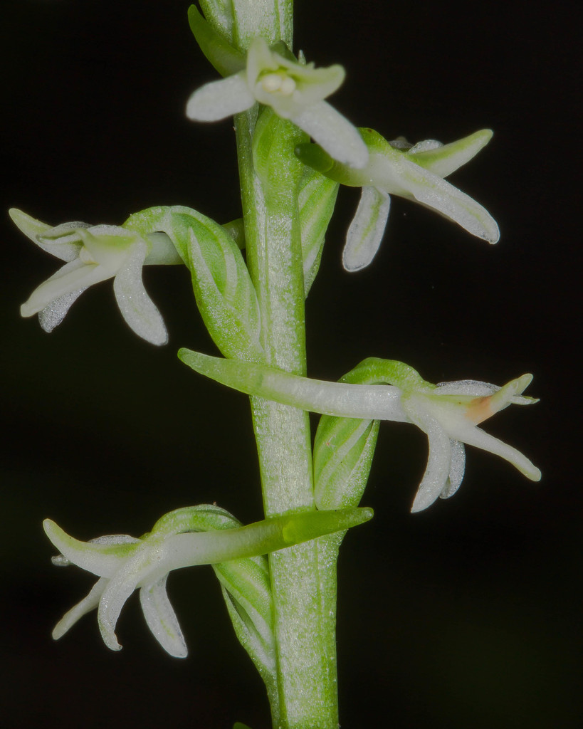 Flat Spurred Piperia (Puentes Nisene Marks) · iNaturalist NZ