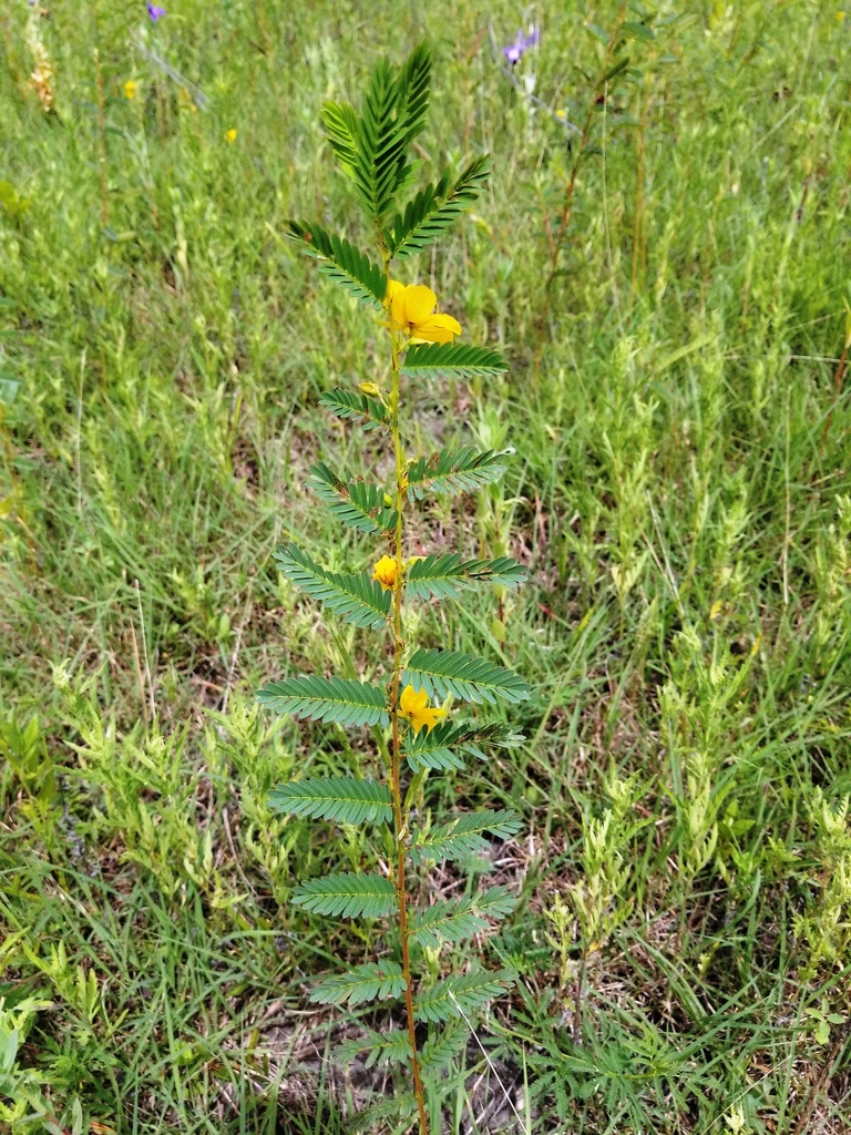 partridge pea from Montgomery, Texas, United States on July 7, 2020 at ...