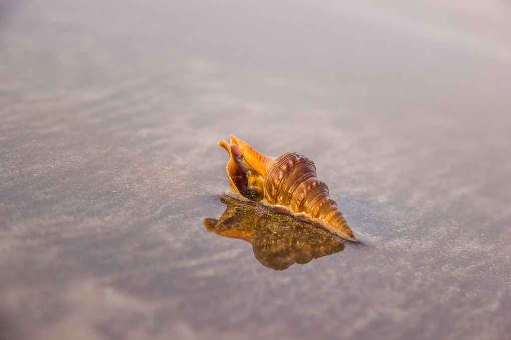 Java Turrid Snail from Diveagar Beach, Maharashtra 402404, India on ...