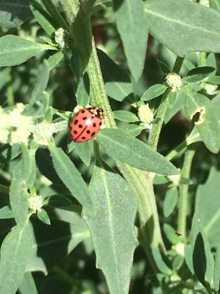Bulaea lichatschovi from Nur-Sultan, Tselinograd, KZ on July 11, 2020 ...